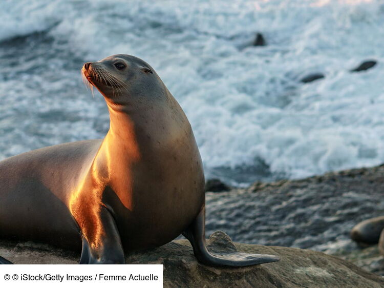 Tout savoir sur le phoque moine : Femme Actuelle Le MAG