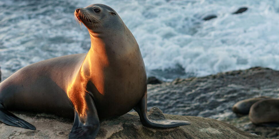 Tout savoir sur le phoque moine : Femme Actuelle Le MAG