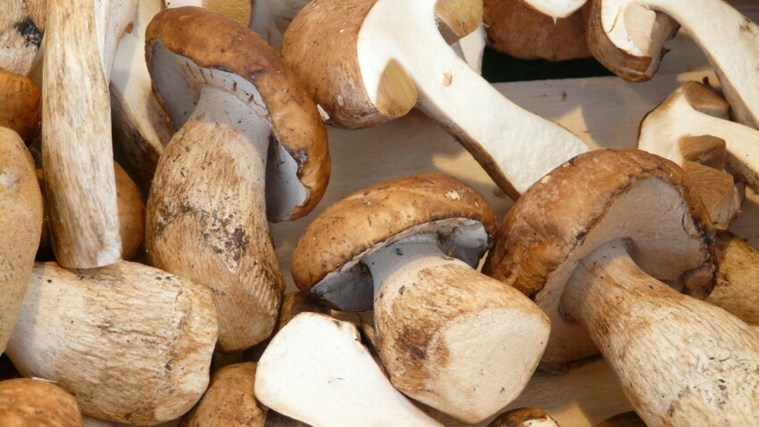 Cèpes : notre savoureuse sélection de recettes : Femme Actuelle Le MAG