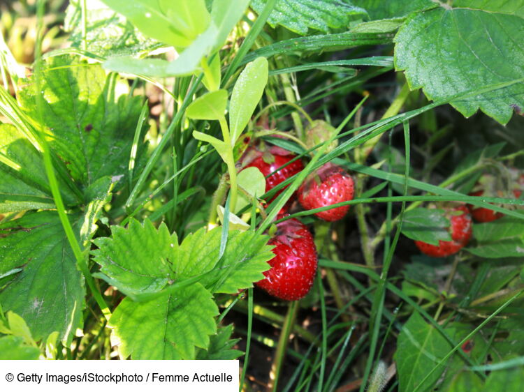 3 fruits faciles à cultiver : Femme Actuelle Le MAG