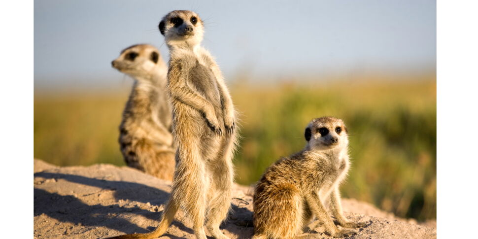 Tout savoir sur le suricate : Femme Actuelle Le MAG