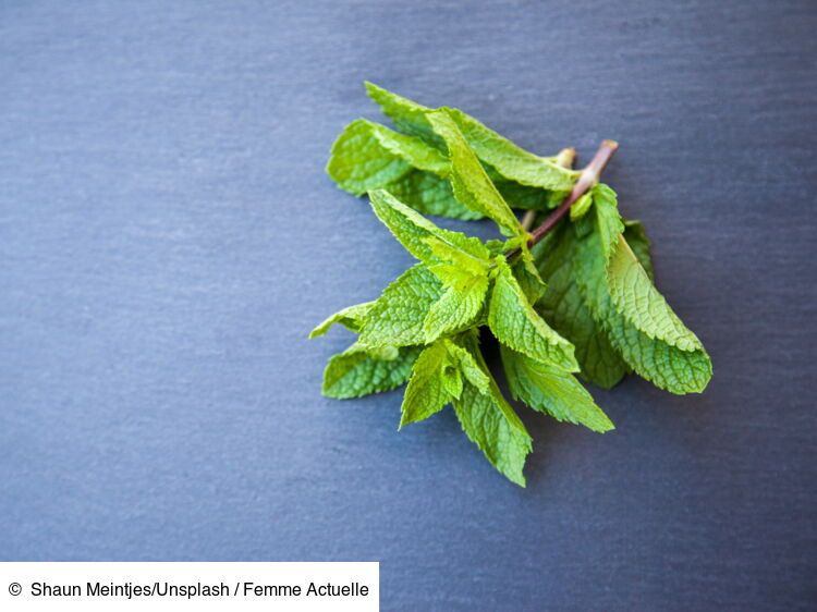 La menthe : l'atout fraîcheur : Femme Actuelle Le MAG