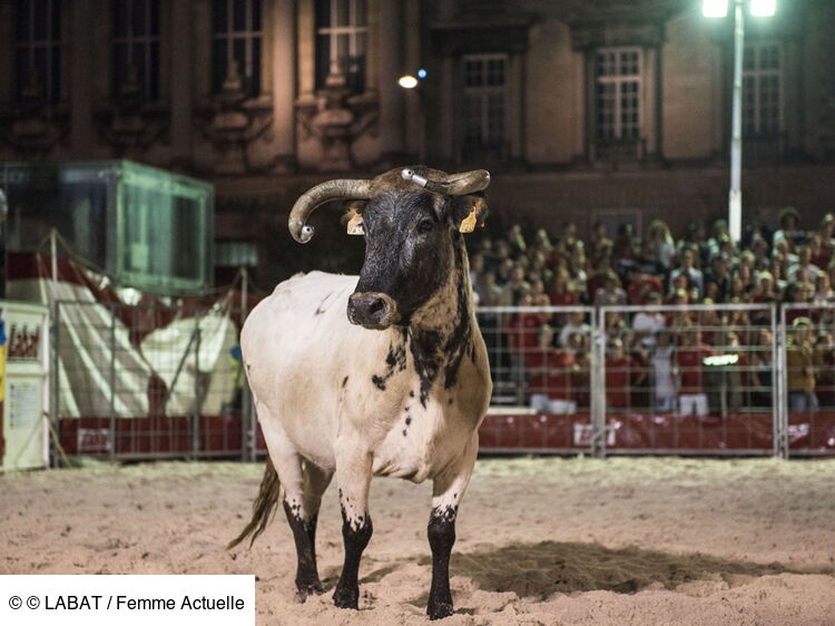 Qui est Rosa, la vachette d'Intervilles ? : Femme Actuelle Le MAG