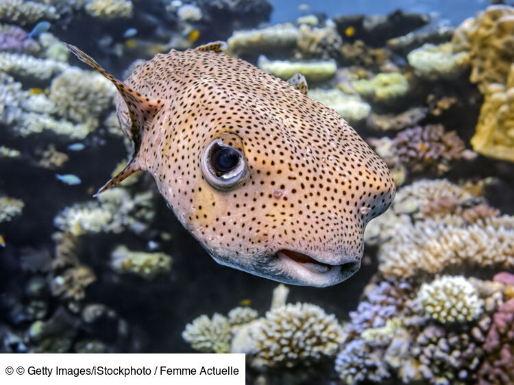 Tout savoir sur le diodon : Femme Actuelle Le MAG