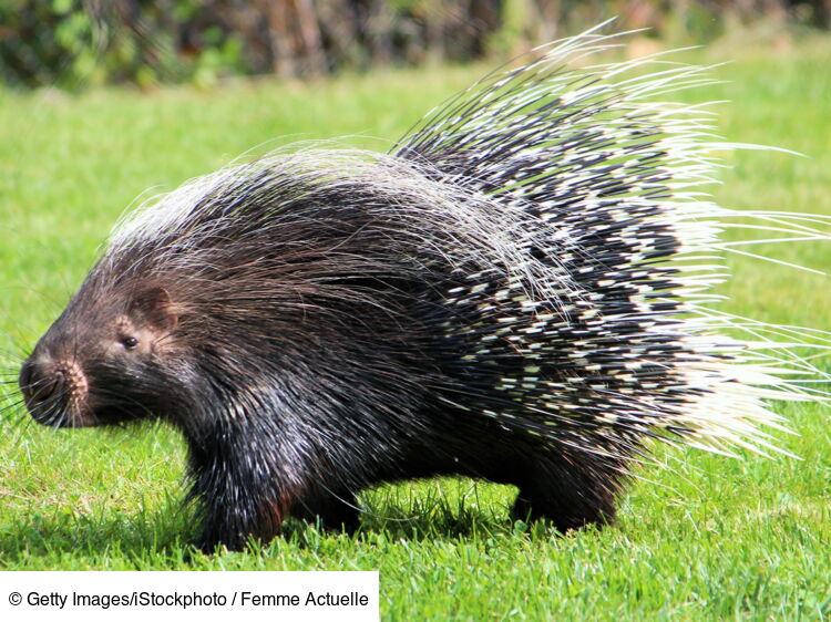 Tout savoir sur le porc-épic : Femme Actuelle Le MAG