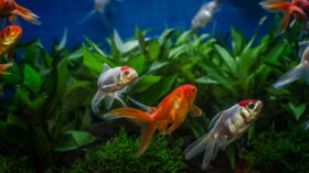 On chouchoute son poisson rouge : Femme Actuelle Le MAG