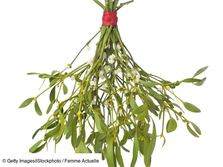 Tout savoir sur le gui : Femme Actuelle Le MAG