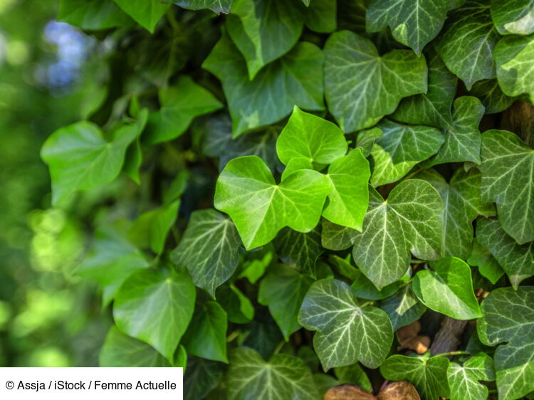 Tout ce qu’il faut savoir sur le lierre : Femme Actuelle Le MAG