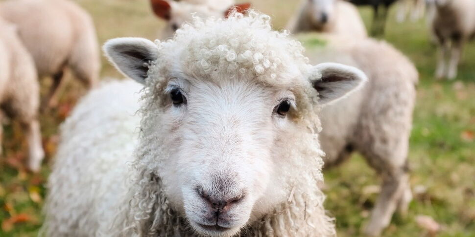 France : découvrez ces lieux qui portent un nom de la famille du mouton ...