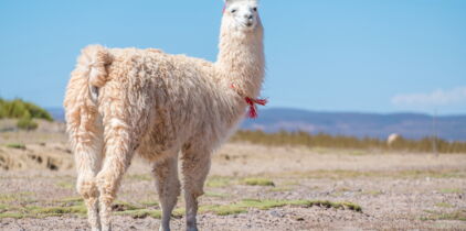 Tout savoir sur le lama : Femme Actuelle Le MAG