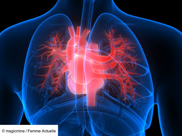 Artère pulmonaire : besoins, fonctions et maladies : Femme Actuelle Le MAG