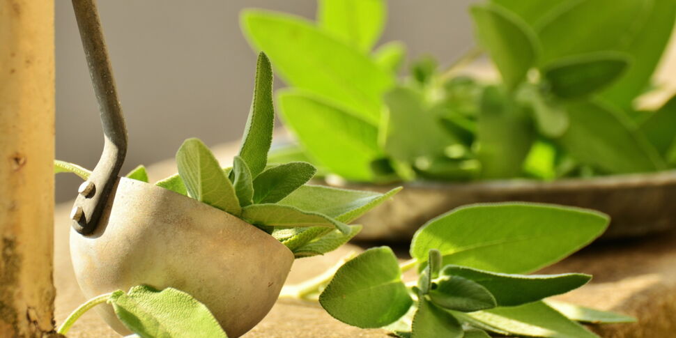 Comment utiliser la sauge ? : Femme Actuelle Le MAG