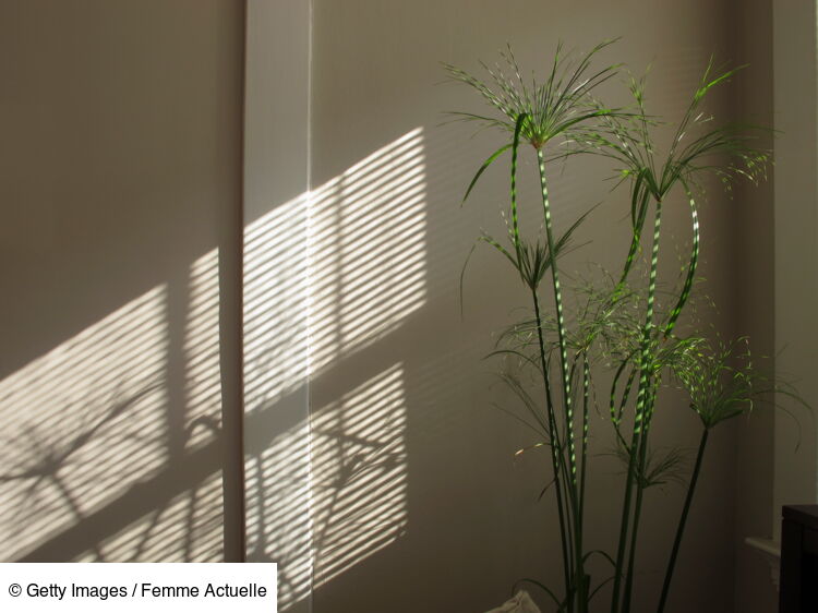 Comment cultiver du papyrus en intérieur ? : Femme Actuelle Le MAG