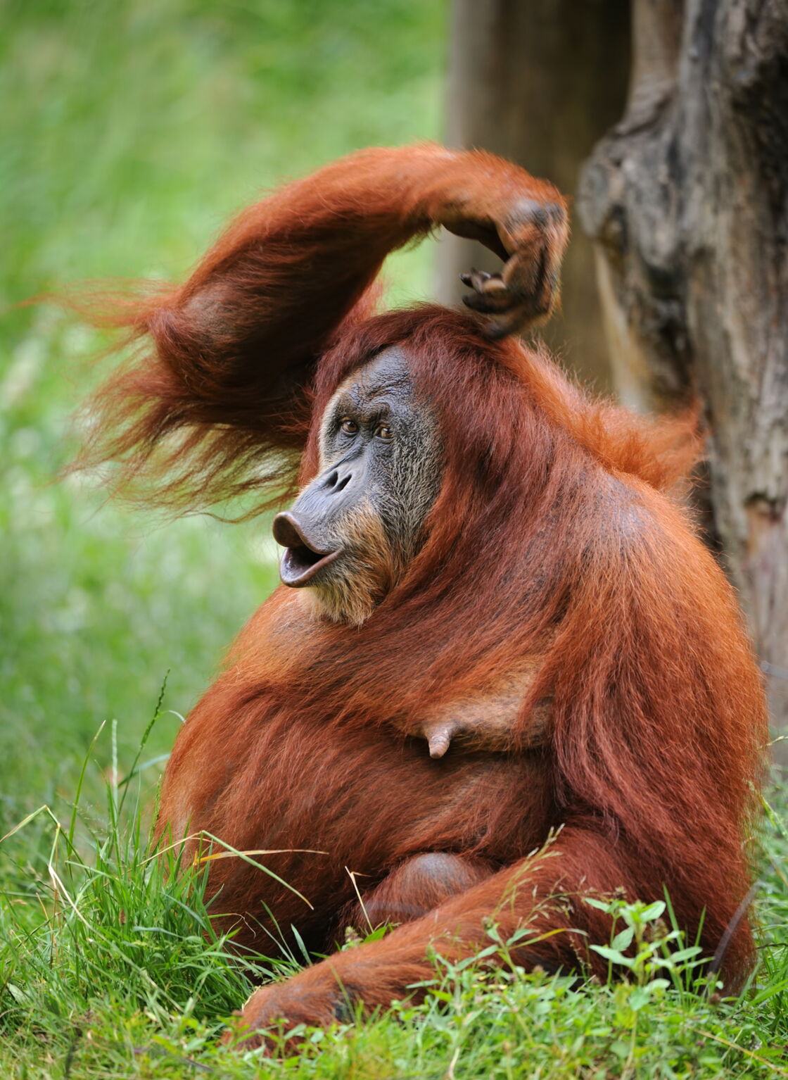 Chimpanzé, bonobo, gibbon… Qui sont ces grands singes ? : Femme ...