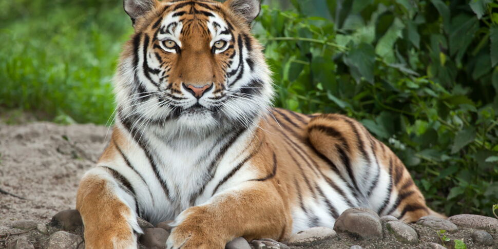 Tout savoir sur le tigre de Sibérie : Femme Actuelle Le MAG