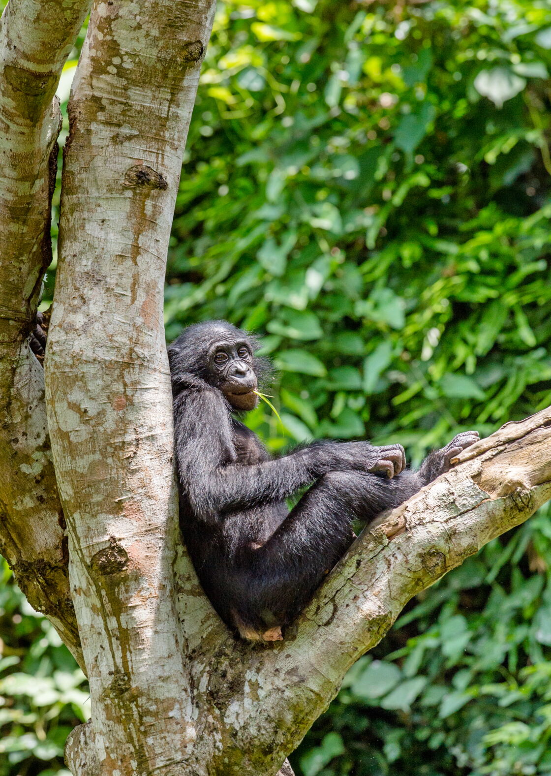 Chimpanzé, bonobo, gibbon… Qui sont ces grands singes ? : Femme ...