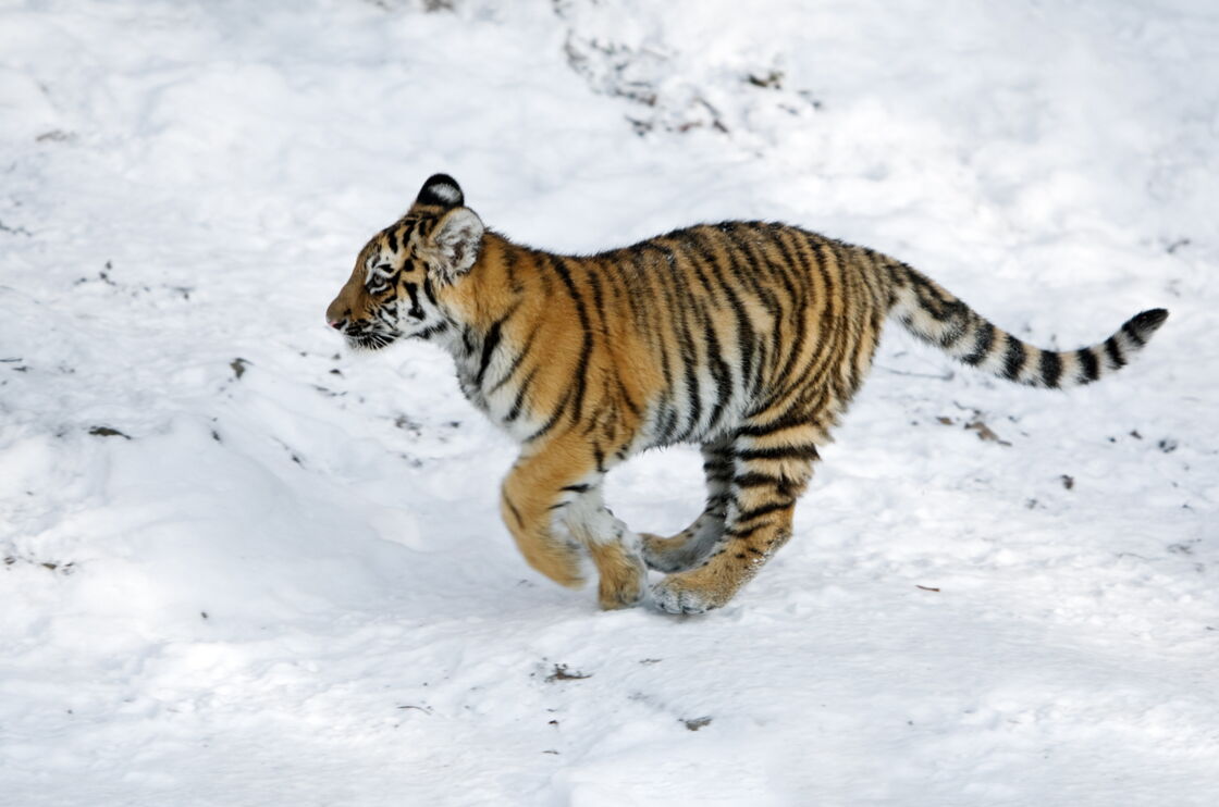 Tout savoir sur le tigre de Sibérie : Femme Actuelle Le MAG