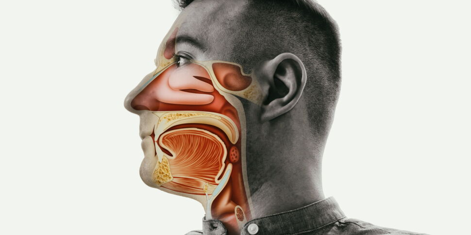 Épiglotte : définition, fonctions et maladies : Femme Actuelle Le MAG