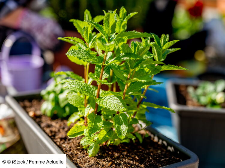 5 plantes qui éloignent les rats et les souris : Femme Actuelle Le MAG