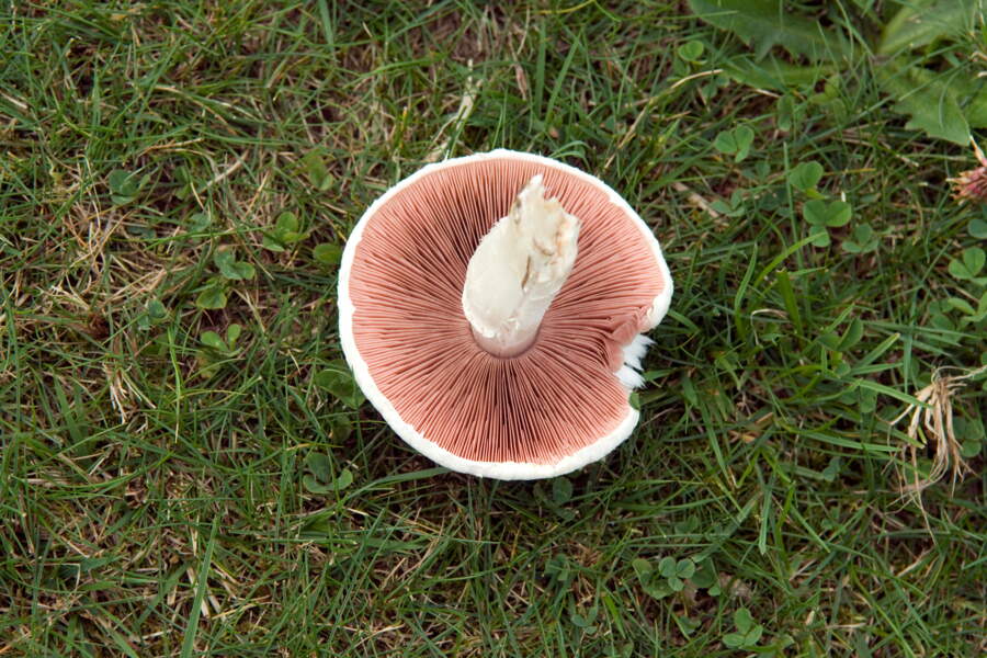 Savez-vous reconnaître ces champignons comestibles ? - Femme Actuelle