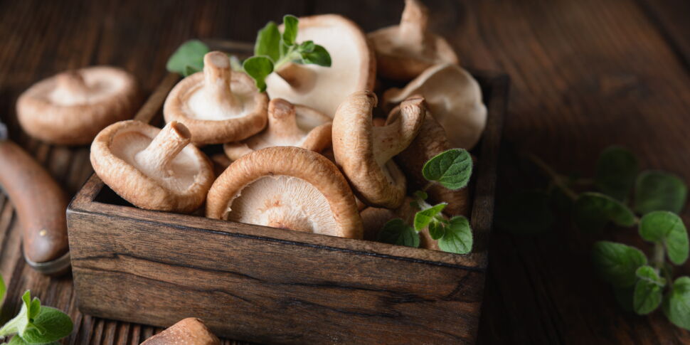 Shiitake : nos conseils et recettes pour le cuisiner : Femme Actuelle ...