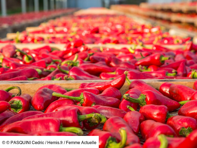 Le piment d'Espelette, du champ à l'assiette : Femme Actuelle Le MAG