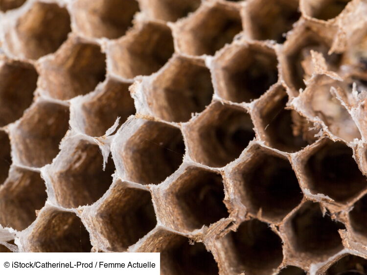 Trypophobie : cause, origine, test, symptômes, traitement de la phobie ...