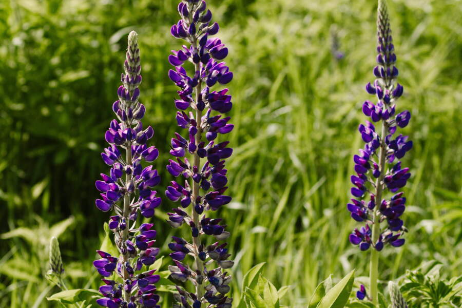 Tous nos conseils pour bien entretenir vos plantes et fleurs - Femme ...