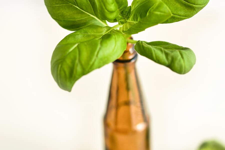 8 boissons à préparer avec les plantes du jardin - Femme Actuelle