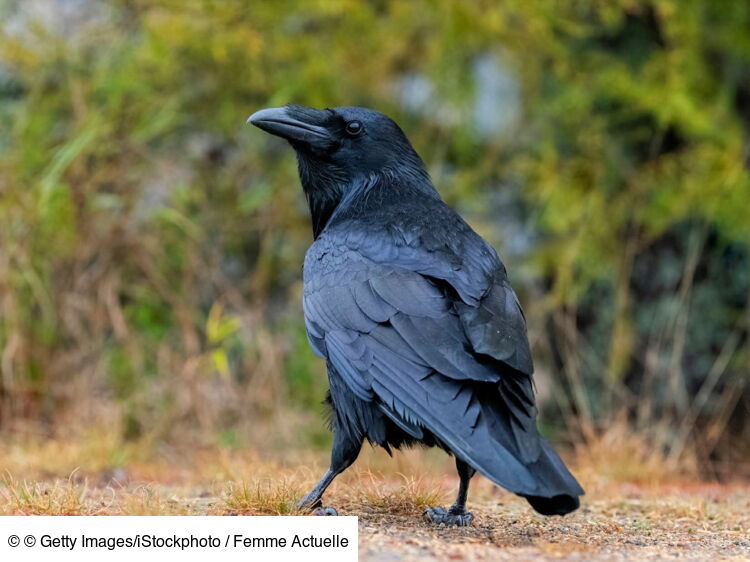 Le corbeau, quel drôle d’oiseau ! : Femme Actuelle Le MAG