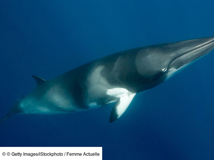 Tout savoir sur le rorqual commun : Femme Actuelle Le MAG