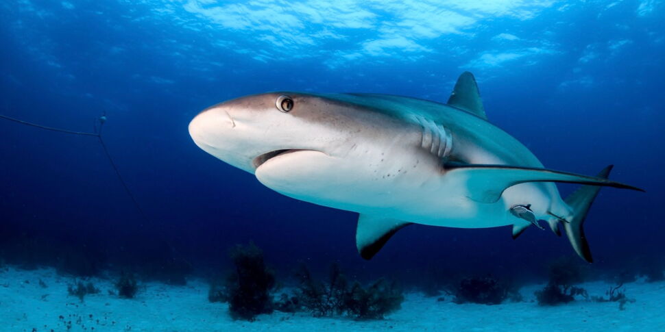 Le requin, animal effrayant ou respecté : Femme Actuelle Le MAG