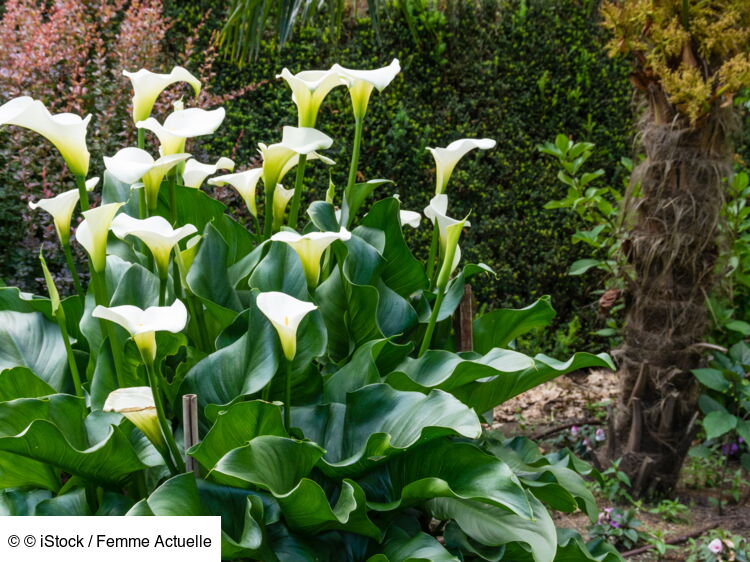 Où planter un arum ? : Femme Actuelle Le MAG