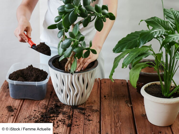 Pourquoi utiliser de la tourbe ? : Femme Actuelle Le MAG