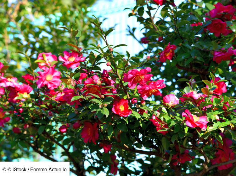3 arbustes parfumés qui fleurissent en automne : Femme Actuelle Le MAG