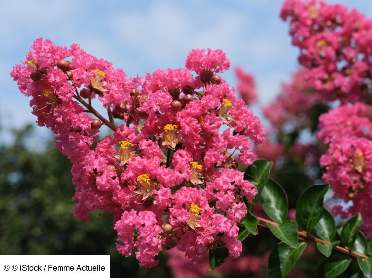 Où et quand planter un lilas des Indes ? : Femme Actuelle Le MAG