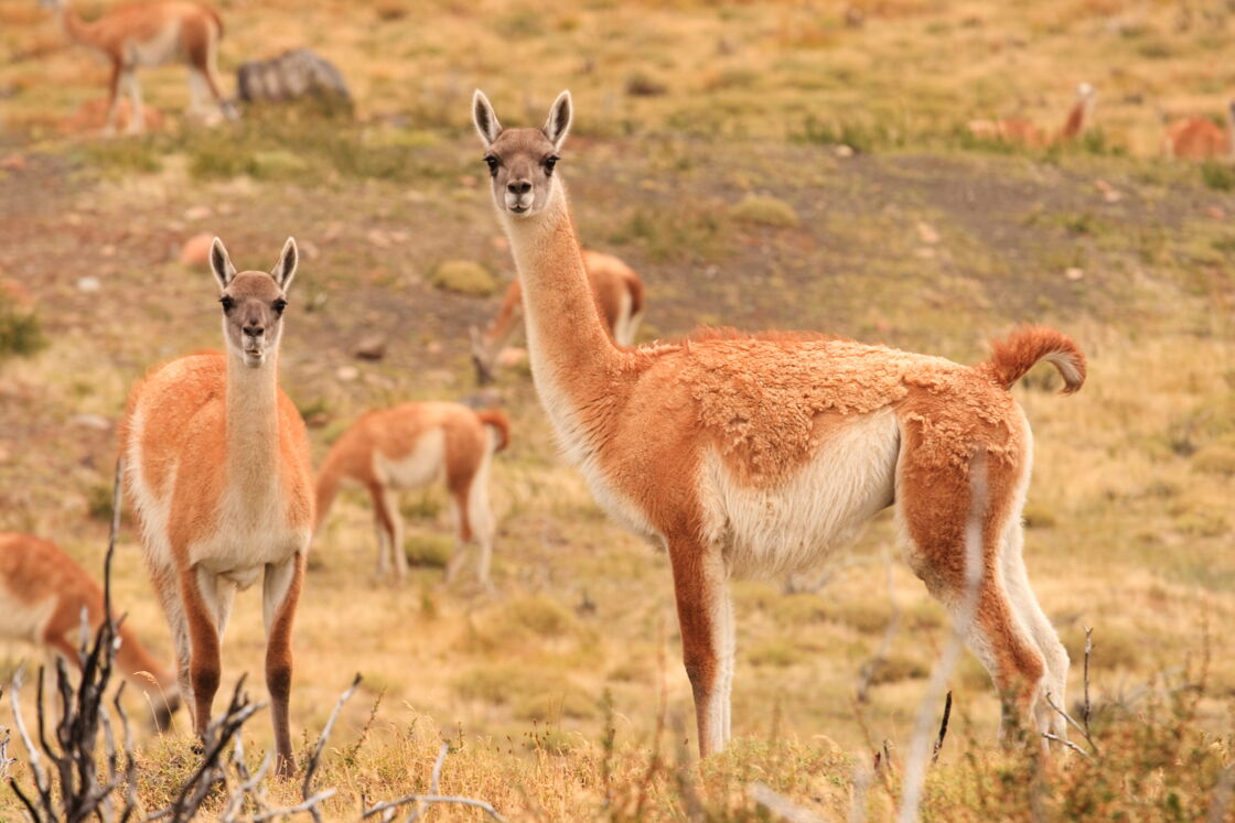 Tout savoir sur le guanaco, le lama sauvage d'Amérique du Sud : Femme ...