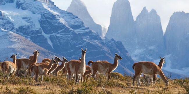 Tout savoir sur le guanaco, le lama sauvage d'Amérique du Sud : Femme Actuelle Le MAG