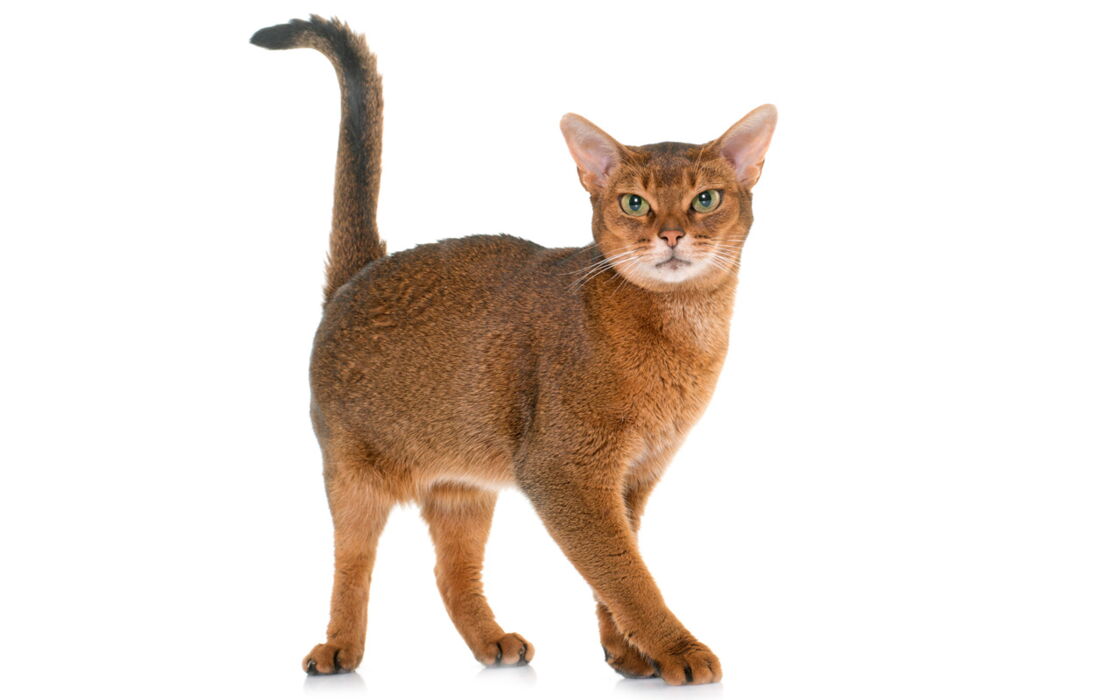 Persan, sacré de Birmanie, havane brun...tout savoir sur ces chats de ...