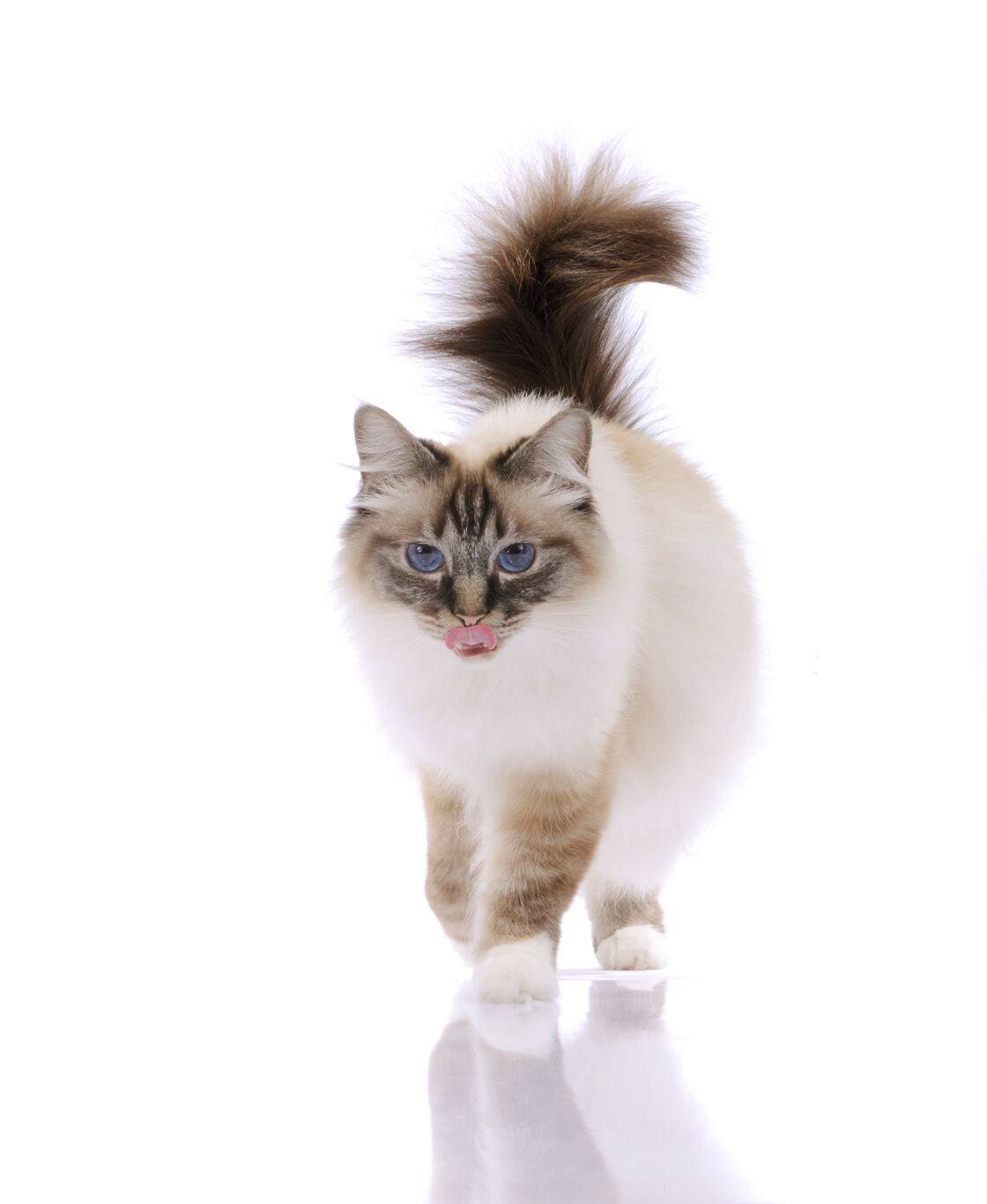 Persan, sacré de Birmanie, havane brun...tout savoir sur ces chats de ...