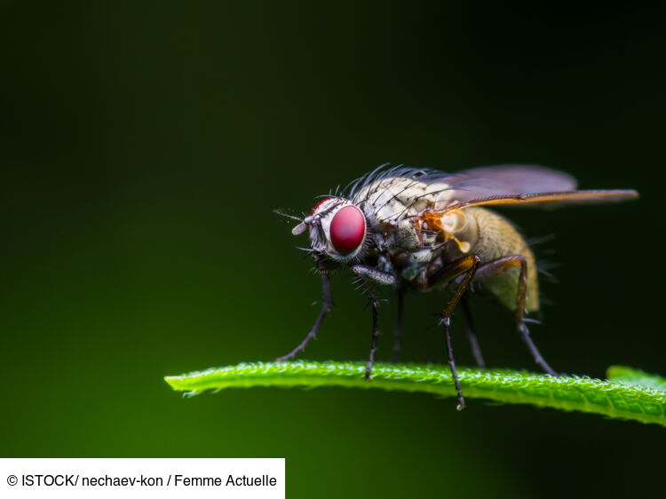 Piqûres de mouche : comment les reconnaître et les soulager ...