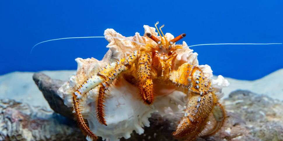 Tout savoir sur le bernard-l’ermite, le crustacé voleur de coquille ...