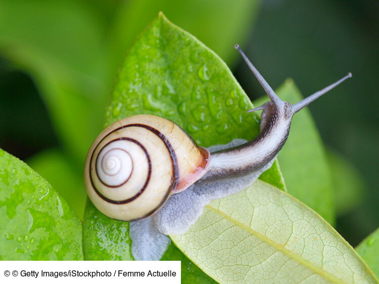 4 infos insolites sur l'escargot : Femme Actuelle Le MAG
