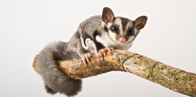 Le phalanger volant : où voir ce marsupial nocturne en France ? : Femme ...