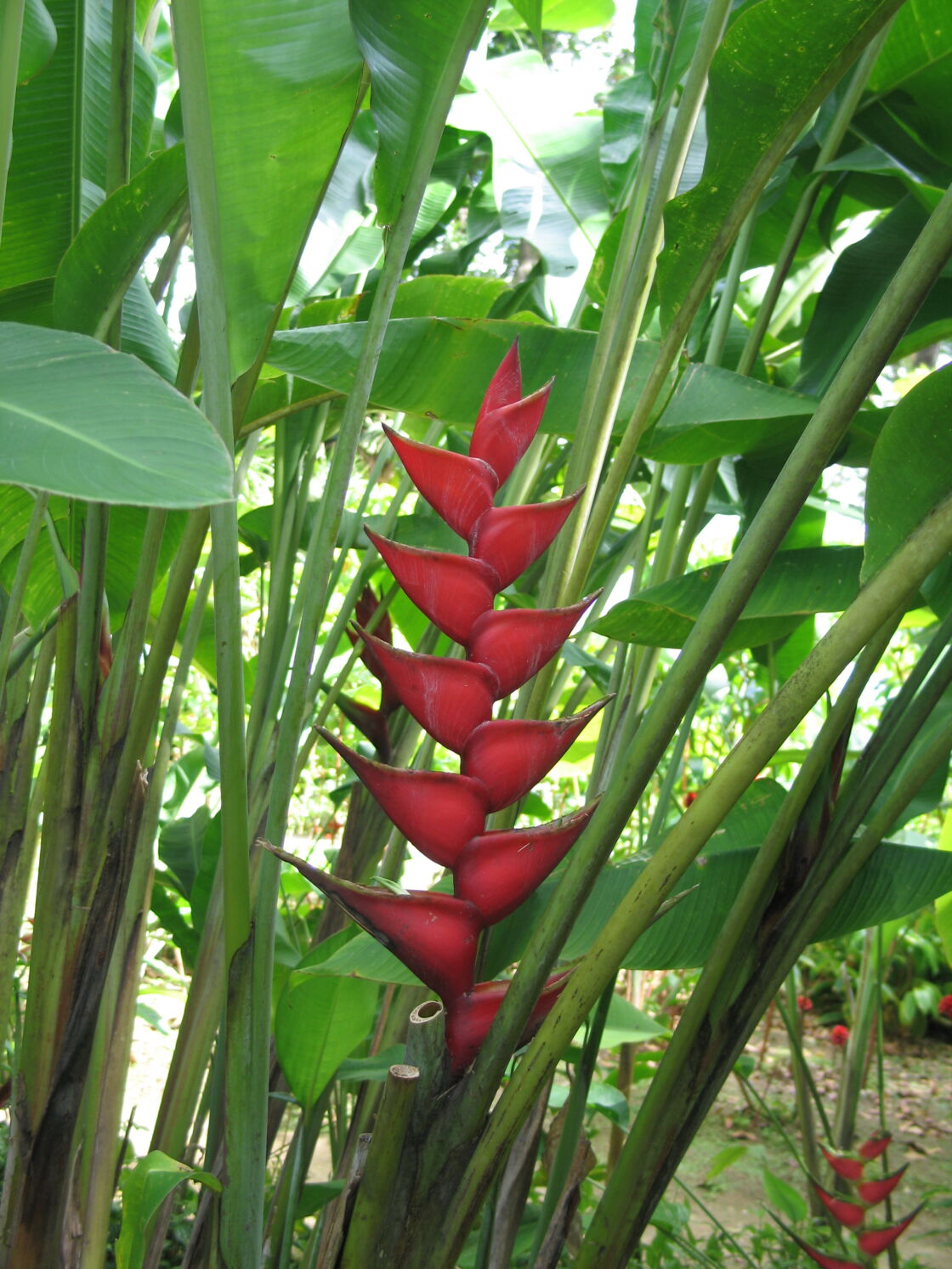 Noyer du Brésil, balisier, arouman rouge..tout savoir sur l'incroyable ...