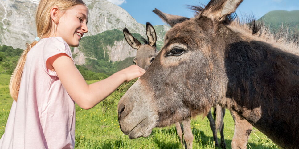 L'asinothérapie où comment les ânes nous soignent : Femme Actuelle Le MAG