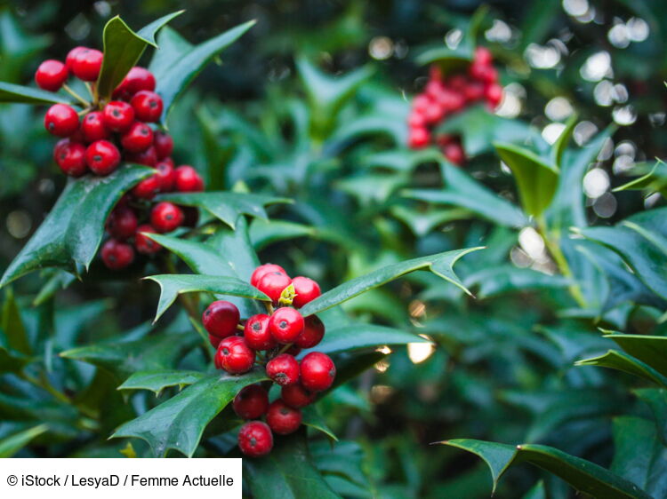 Gui, houx : gare à ces plantes de Noël qui peuvent être toxiques ...