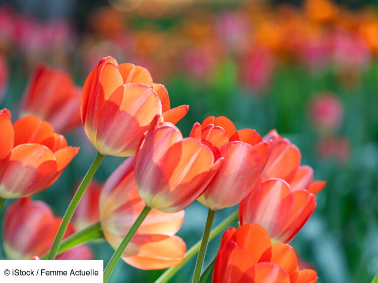 Où et quand planter des tulipes ? : Femme Actuelle Le MAG