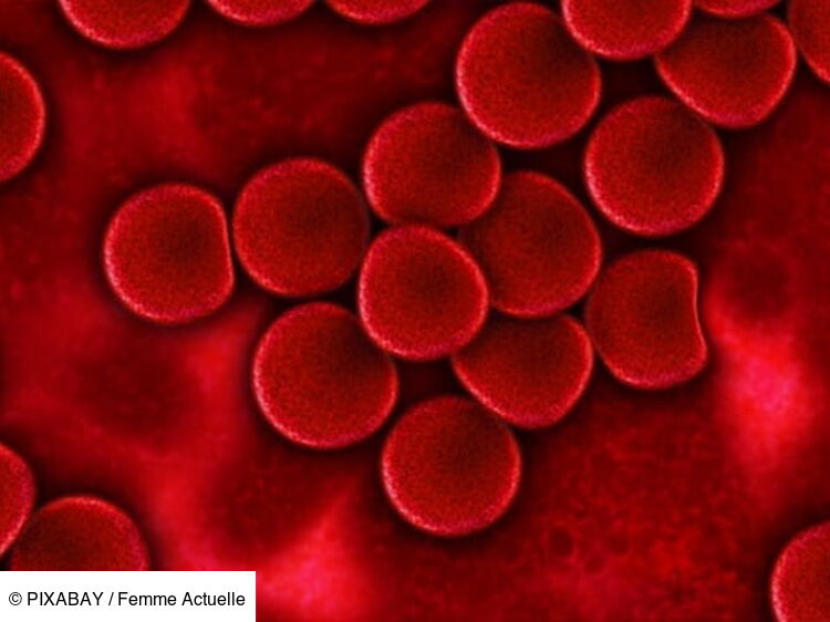Leucocytes : quel est le taux normal et comment interpréter ses ...