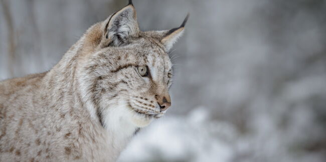 France : quelles solutions pour protéger le lynx boréal ? : Femme ...